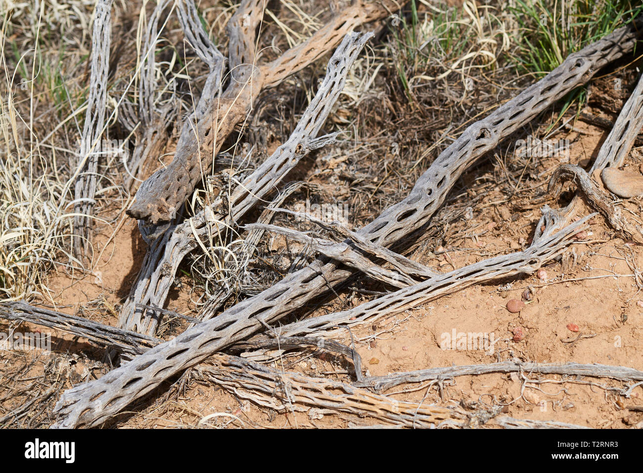 Dead cactus hi-res stock photography and images - Alamy