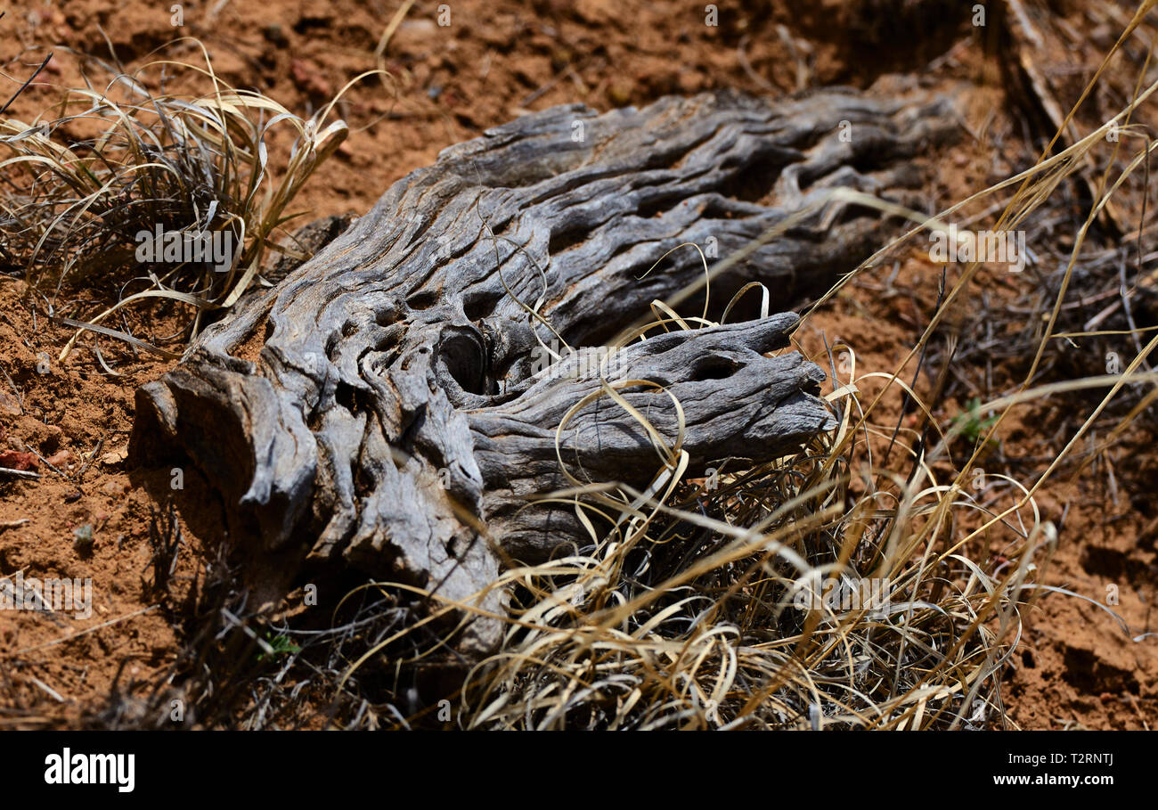 Southwest Dead Cactus Stock Photo - Alamy