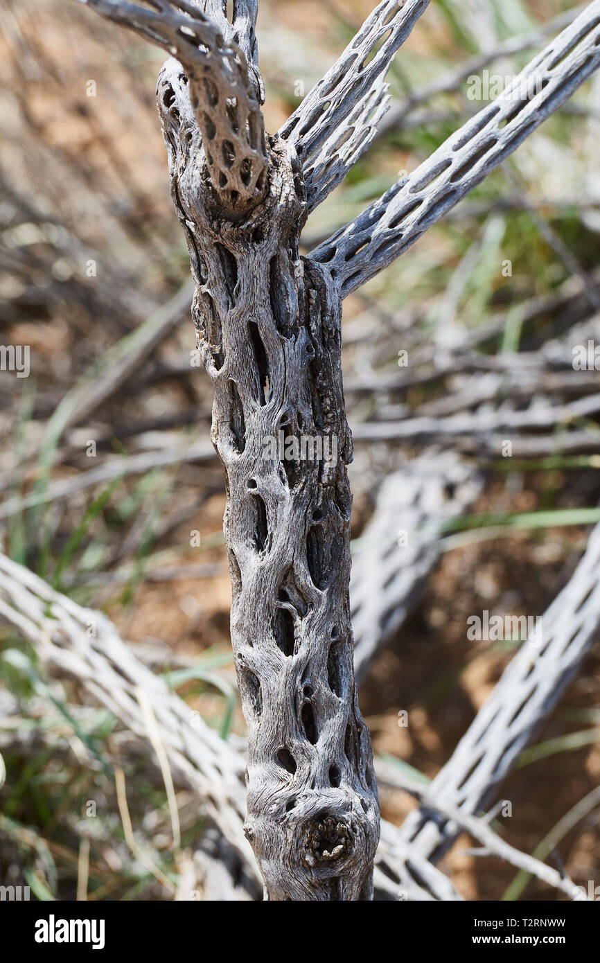 Southwest Dead Cactus Stock Photo - Alamy