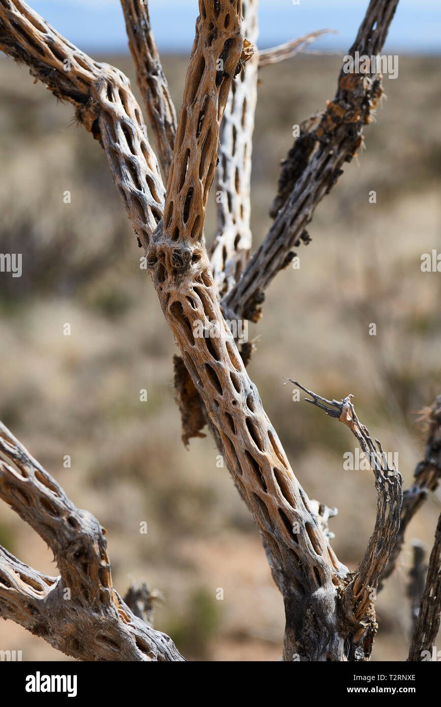Southwest Dead Cactus Stock Photo - Alamy