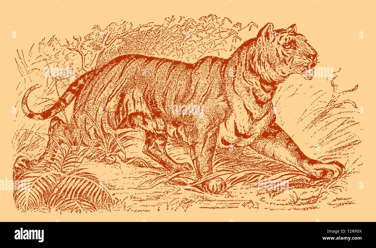 Tiger etching hi-res stock photography and images - Alamy