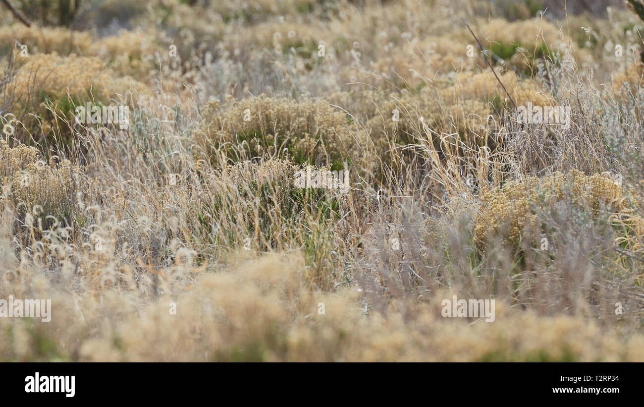 Southwestern landscape hi-res stock photography and images - Alamy