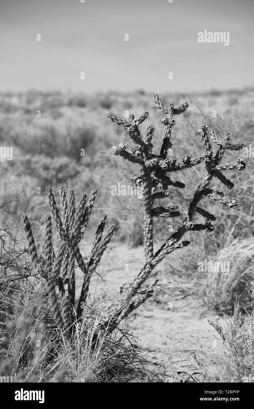 Arid southwest Black and White Stock Photos & Images - Alamy