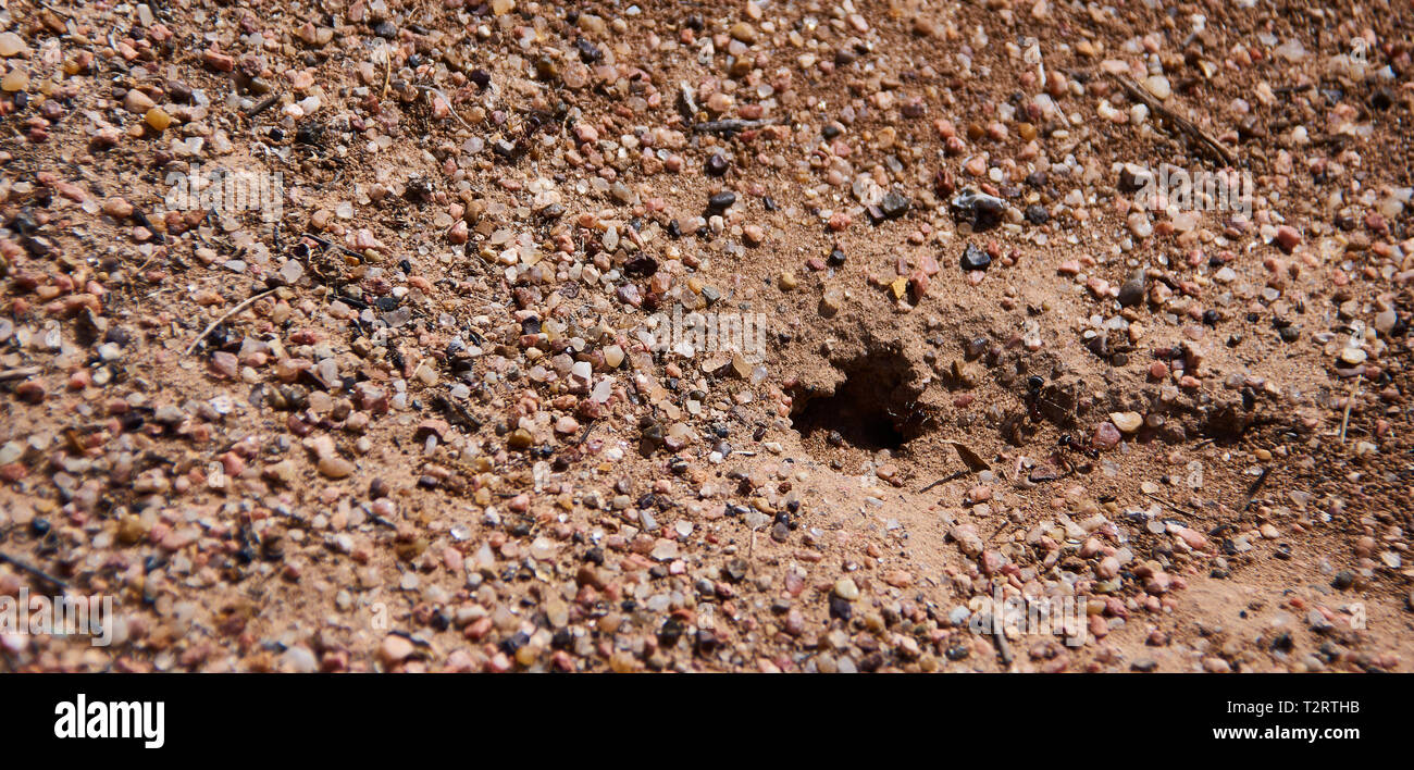 Ant hole hi-res stock photography and images - Alamy