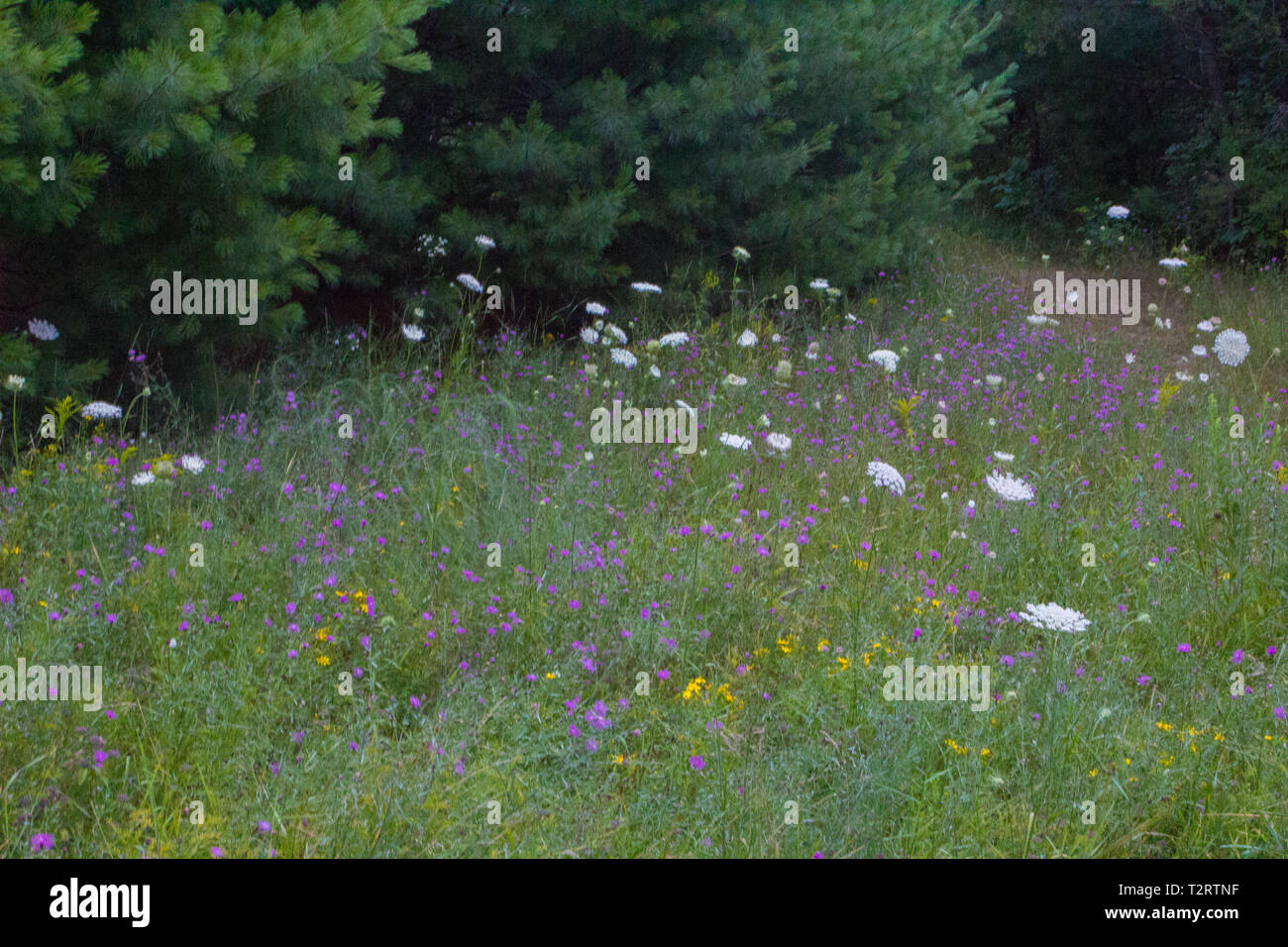 Meadow Flowers, Elk Lake, Michigan Stock Photo - Alamy