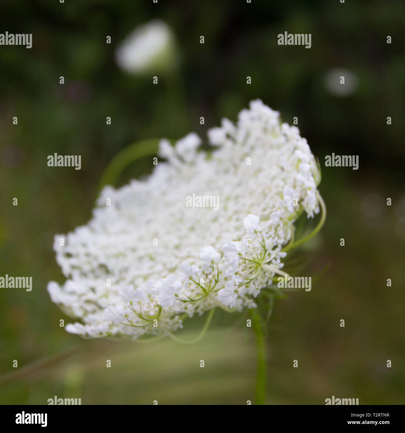 Meadow Flowers, Elk Lake, Michigan Stock Photo - Alamy