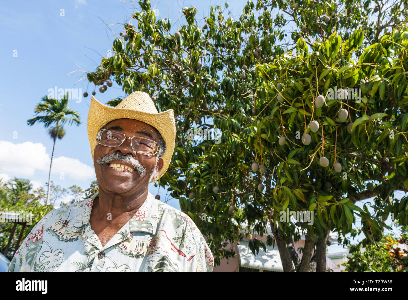 Black mango tree hi-res stock photography and images - Alamy