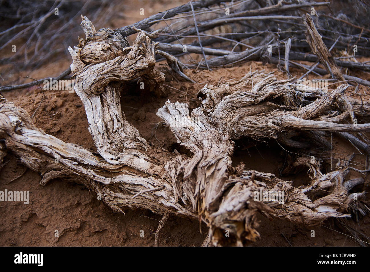 Southwest Dead Cactus Stock Photo - Alamy