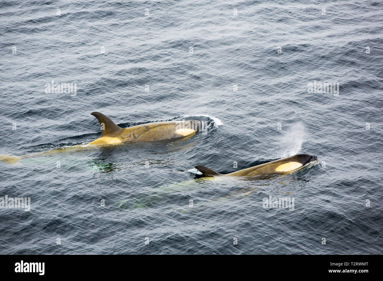 Gerlache strait and orca hi-res stock photography and images - Alamy