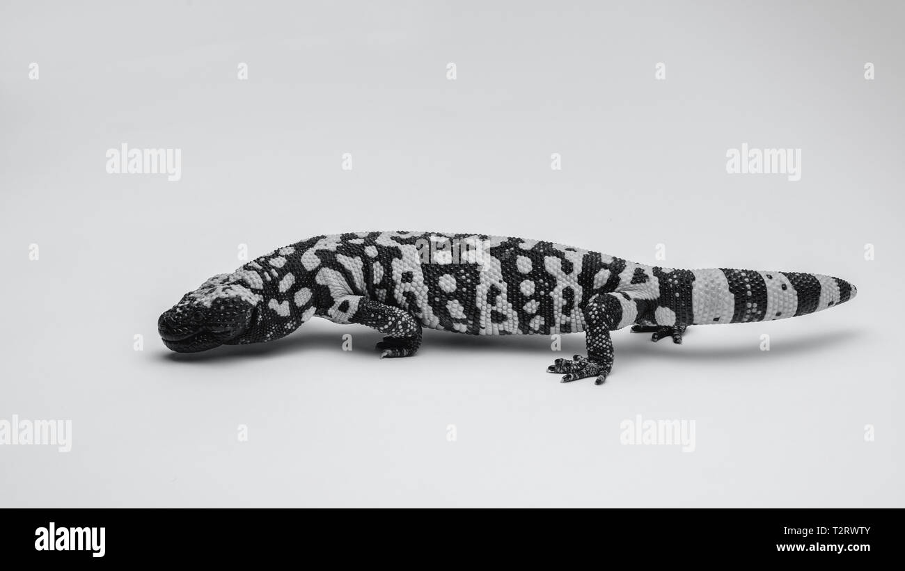 Gila Monster - Heloderma suspectum - Isolated - Black and White Stock ...