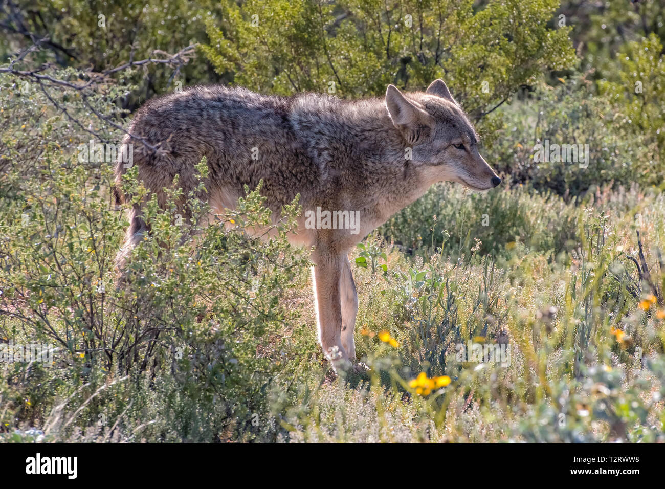 Arizona coyote animal hi-res stock photography and images - Alamy
