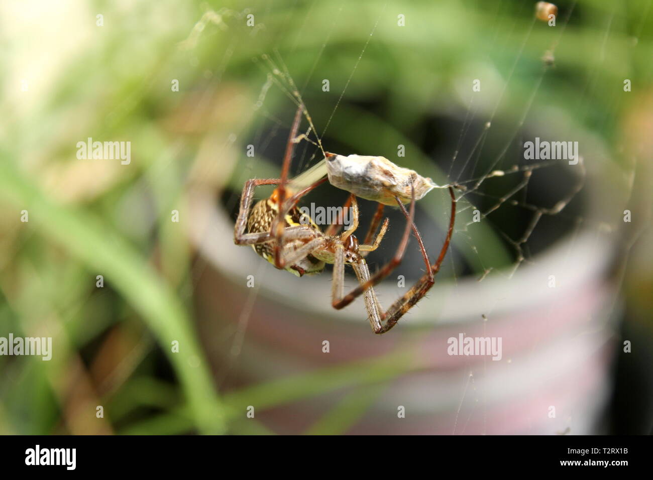 A St Andrew's Cross spider traps a Honey Bee and wraps it in silk ...