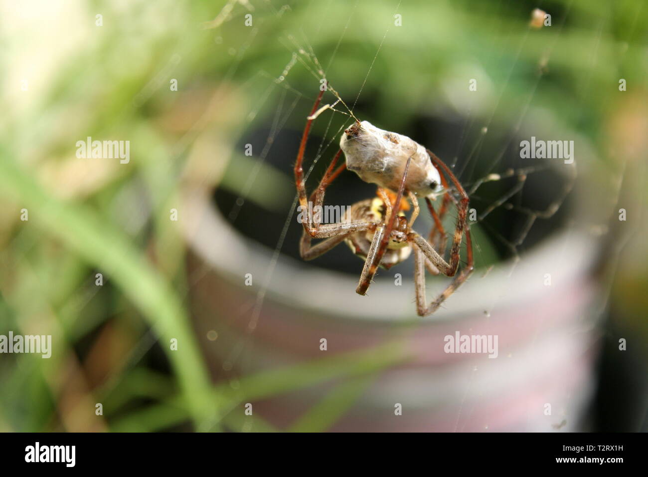 A St Andrew's Cross spider traps a Honey Bee and wraps it in silk ...
