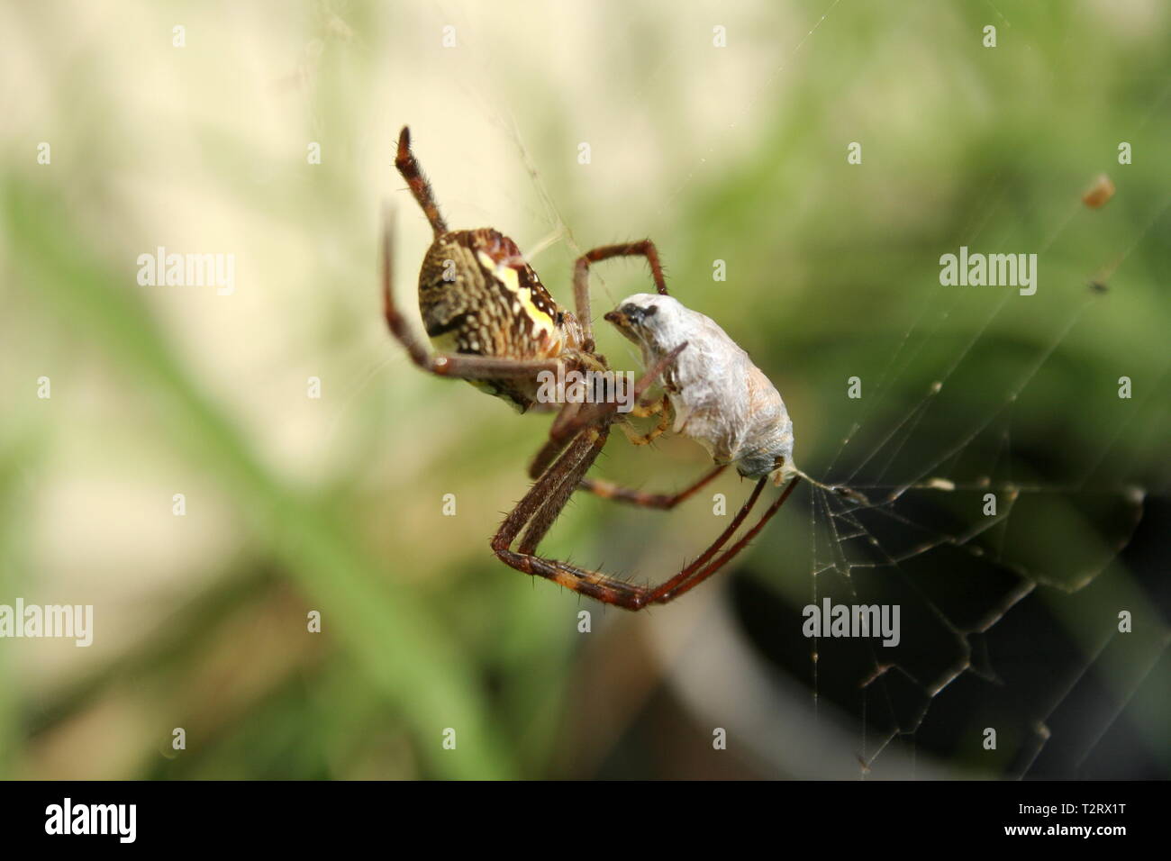 A st Andrew's Cross spider with a captured Honey Bee wrapped in silk ...