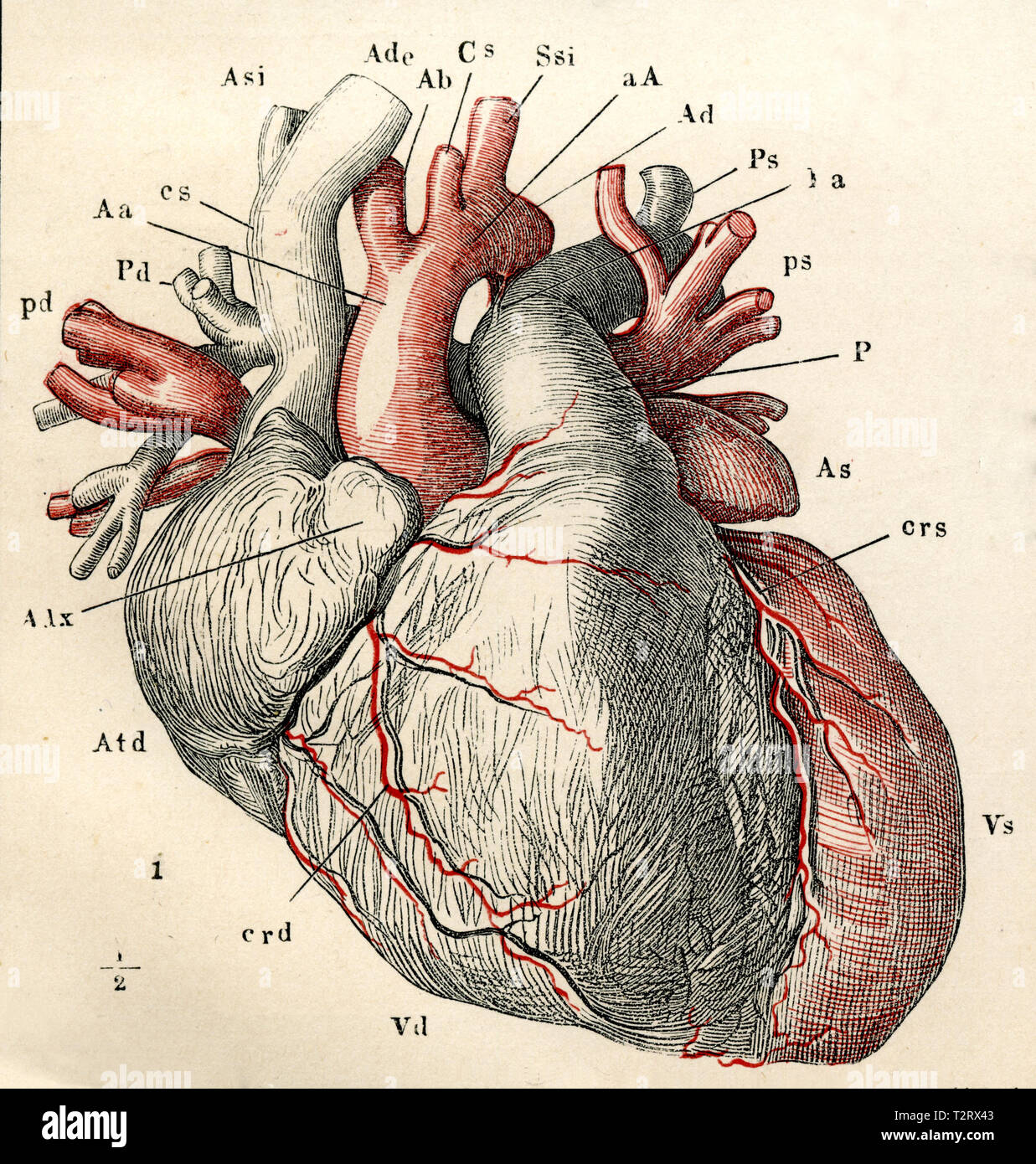 Human heart, 1889 Stock Photo - Alamy