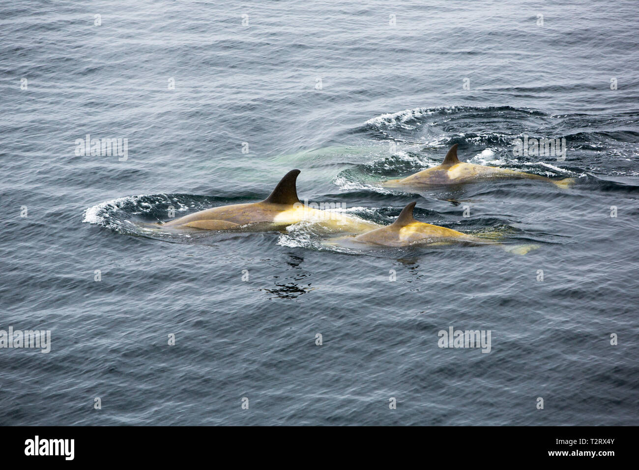 Gerlache strait and orca hi-res stock photography and images - Alamy