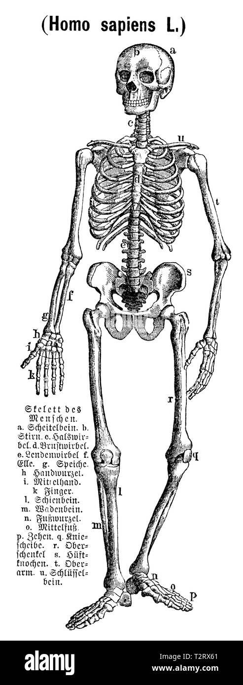 Anatomie squelette humain Cut Out Stock Images & Pictures - Alamy