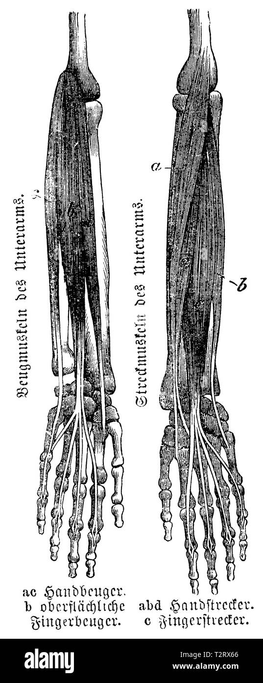 Human: Muscles of the forearm, anonym 1898 Stock Photo - Alamy