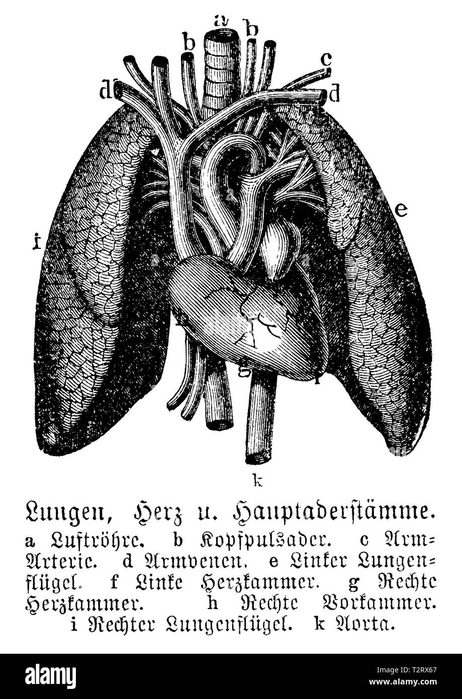 Humans: lungs, heart and main artery trunks, anonym 1898 Stock Photo ...