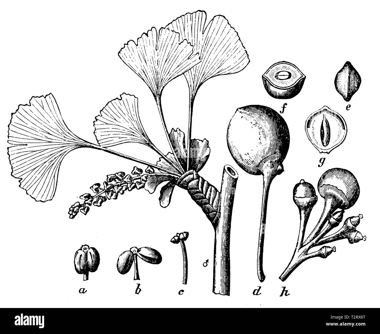 Ginkgo Biloba Tree Diagram