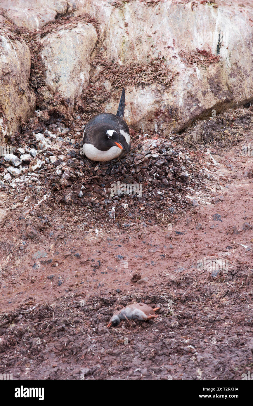 Dead penguin hi-res stock photography and images - Alamy