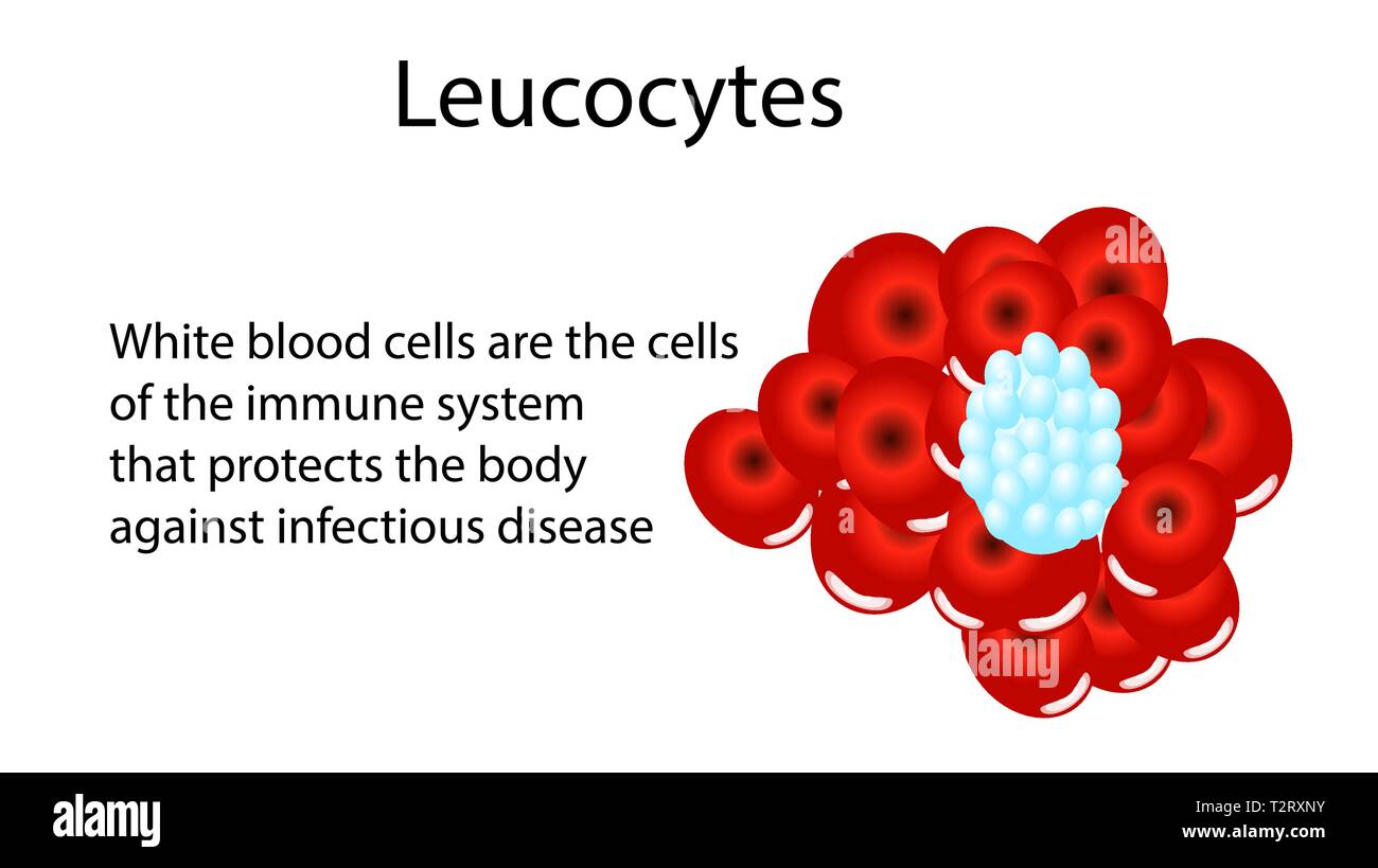 Leukocytes hi-res stock photography and images - Alamy