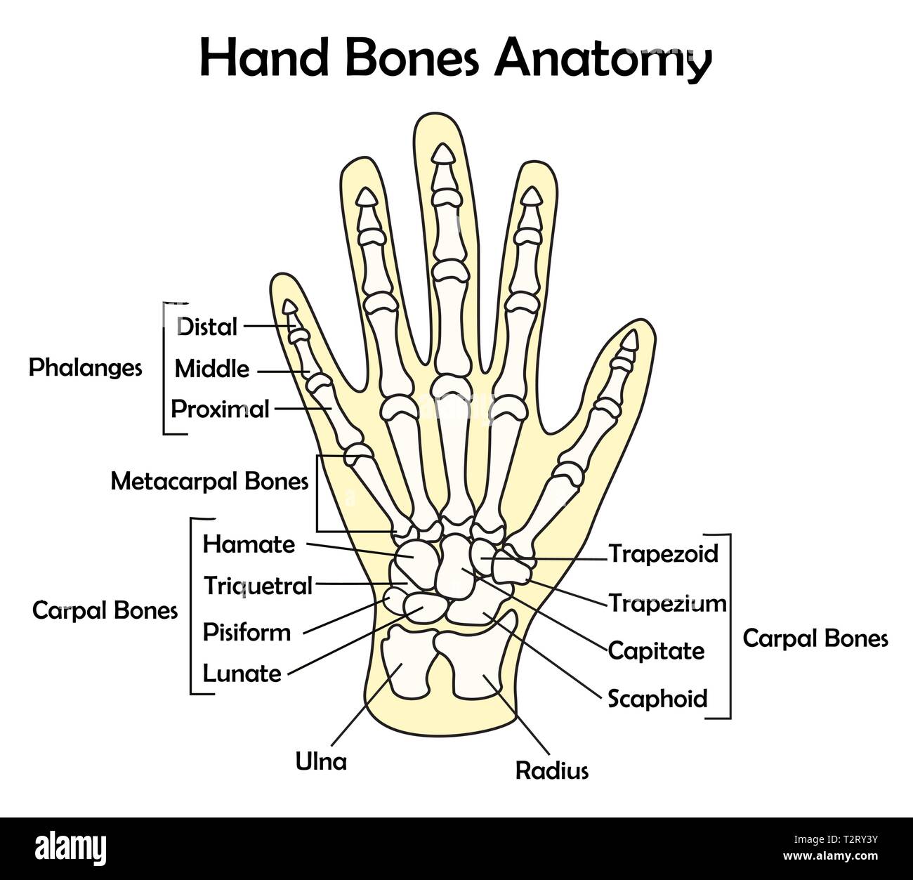 Hand Bone with Detail Vector Illustration isolated Stock Vector Image ...
