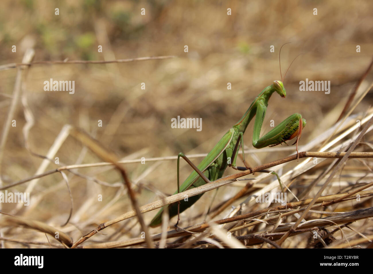 Friendly mantis hi-res stock photography and images - Alamy