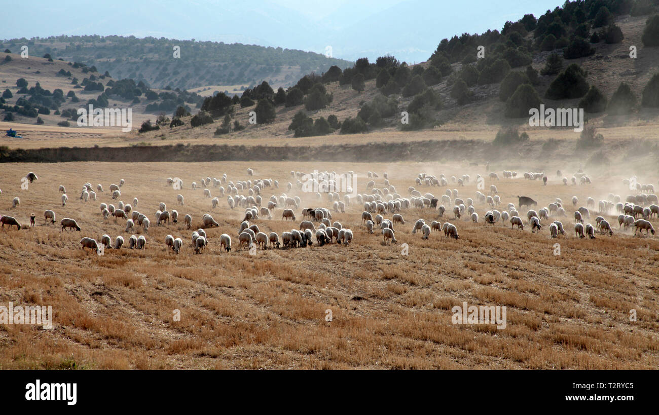 Flock sheep in eastern turkey hi-res stock photography and images - Alamy