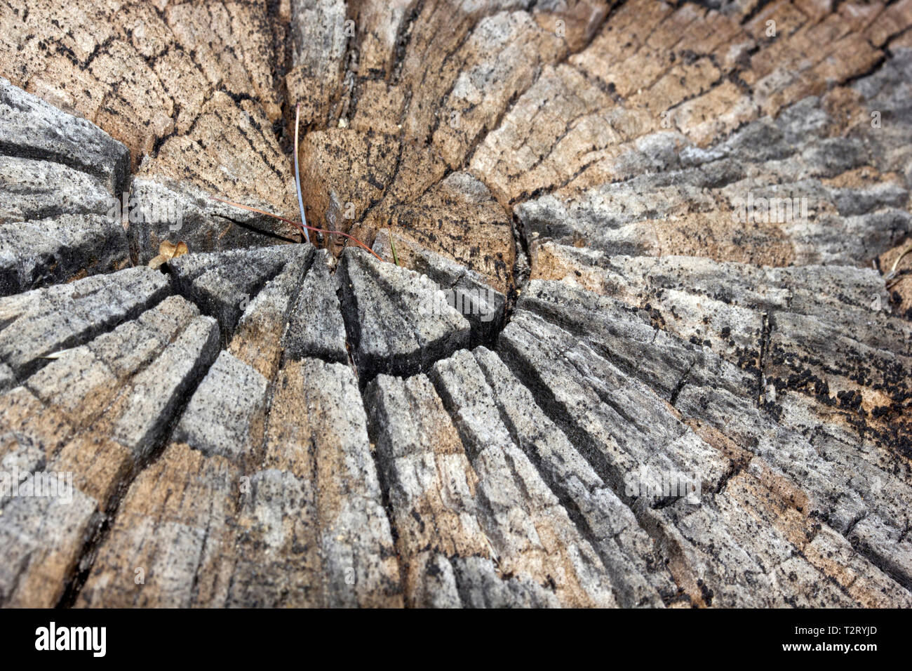 Tree ring texture background Stock Photo - Alamy