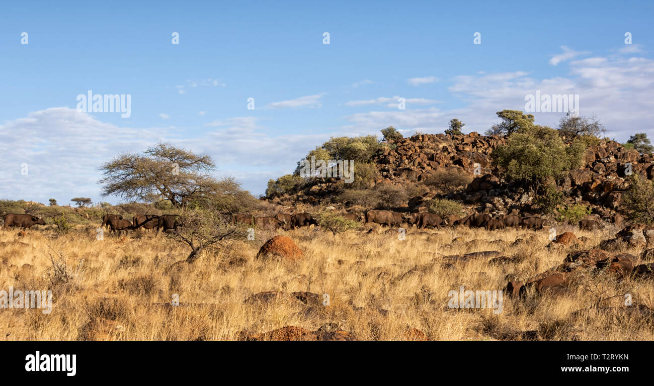A herd of Cape Buffalo in Southern African savanna Stock Photo - Alamy