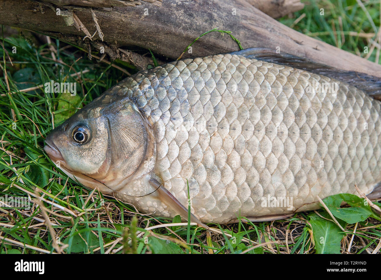 Freshwater fish just taken from the water. Single crucian fish on green ...