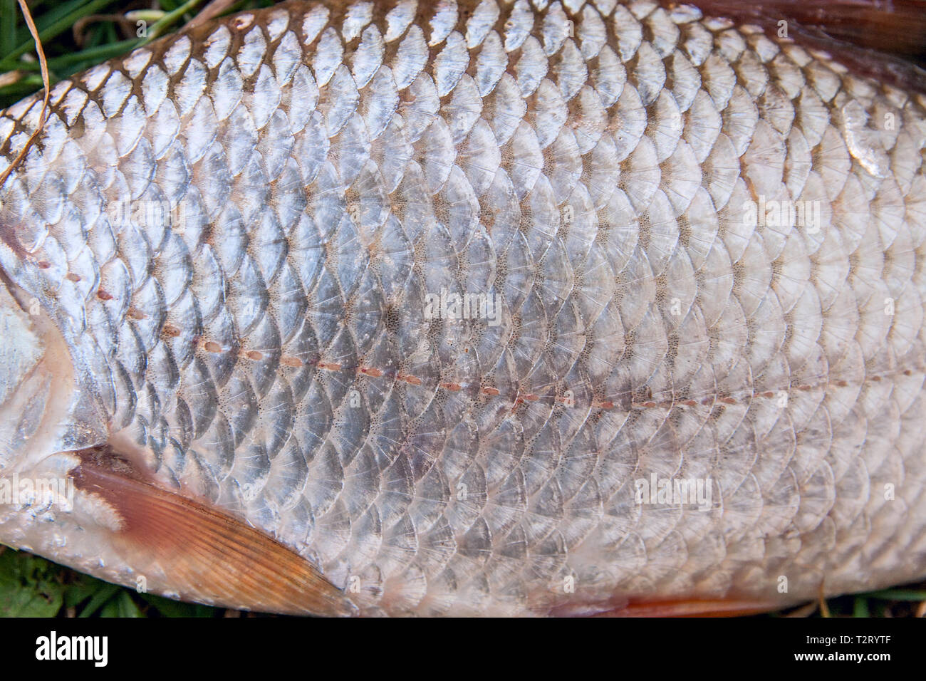 Close up view of the freshwater common roach fish just taken from the ...