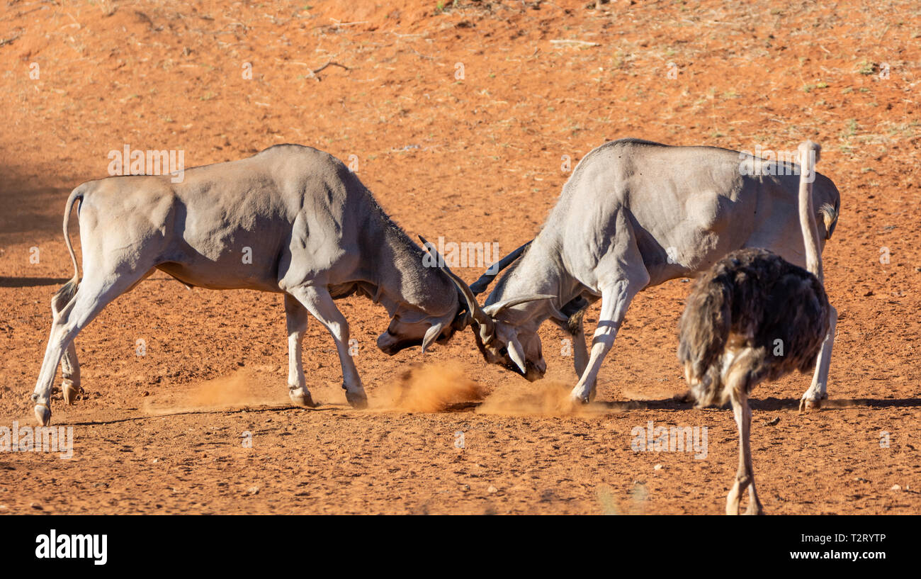 A pair of Eland bulls fighting in Southern African savanna Stock Photo ...