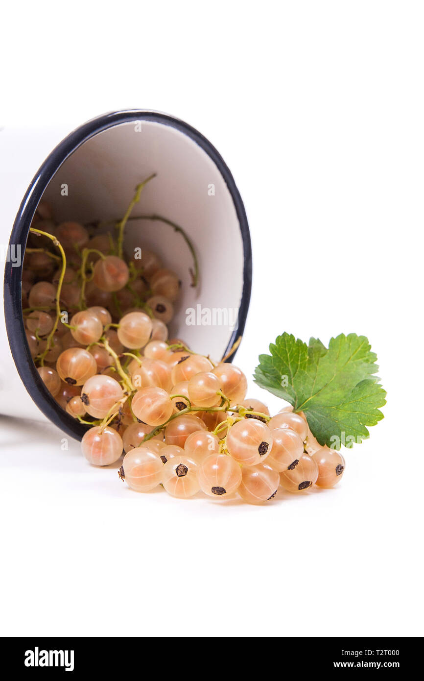 Close up view of white cup with white currant berry isolated on white ...