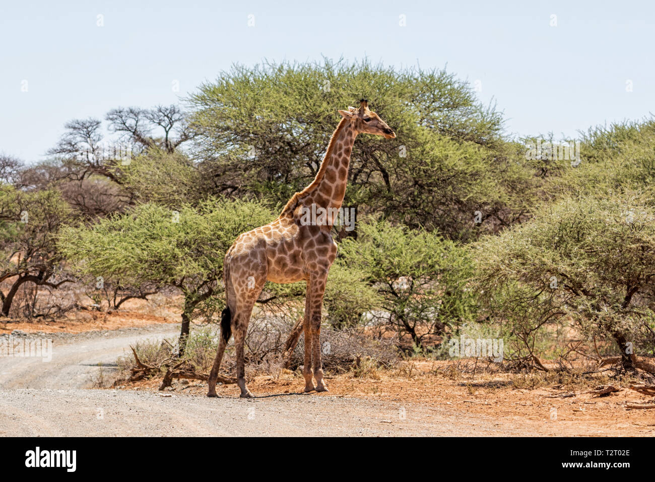 A Giraffe standing in Southern African savanna Stock Photo - Alamy