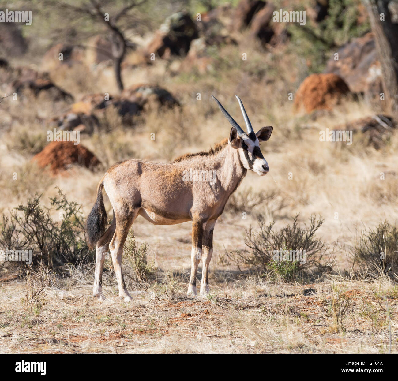 A juvenile Gemsbok antelope in Southern African savanna Stock Photo - Alamy