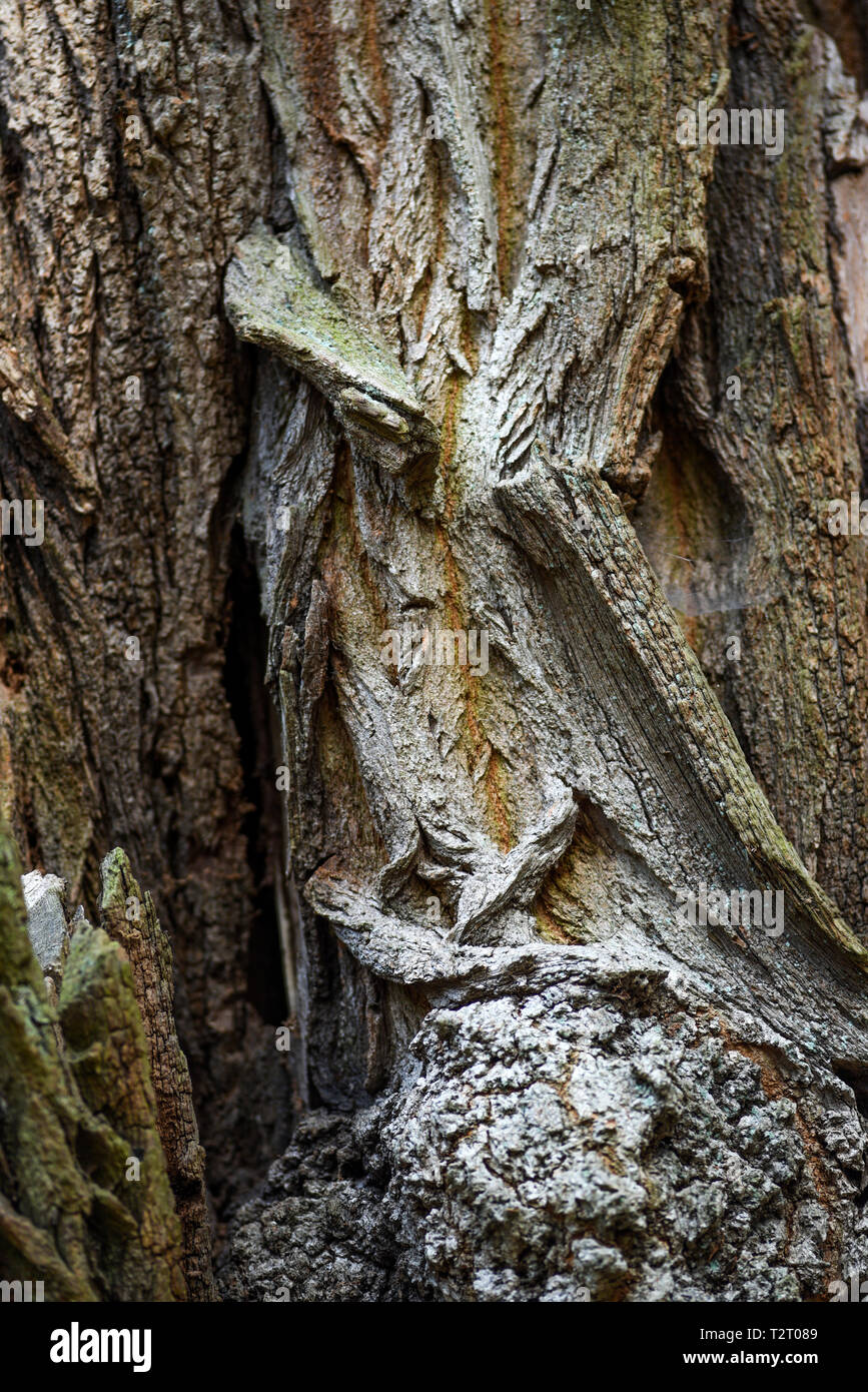 Texture of the bark of an old tree Stock Photo - Alamy
