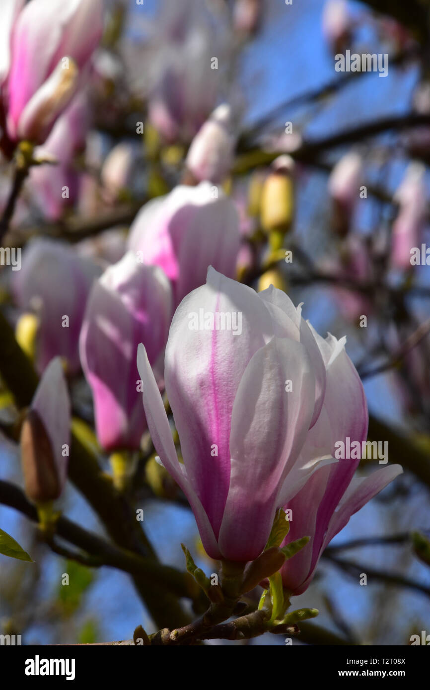 Magnolia grandiflora uk hi-res stock photography and images - Alamy