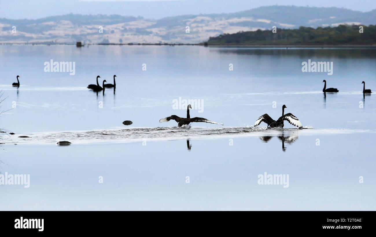 Black swans land at Moulting Lagoon, a RAMSAR site in Eastern Tasmania ...