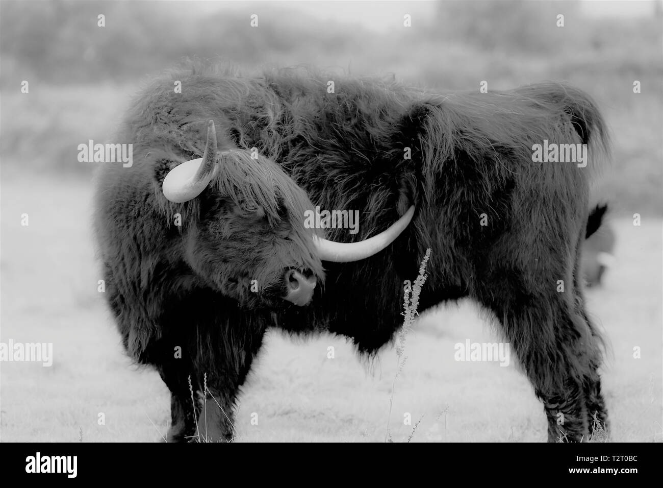 Scottish Highlander steer having a scratch with its horn Stock Photo ...