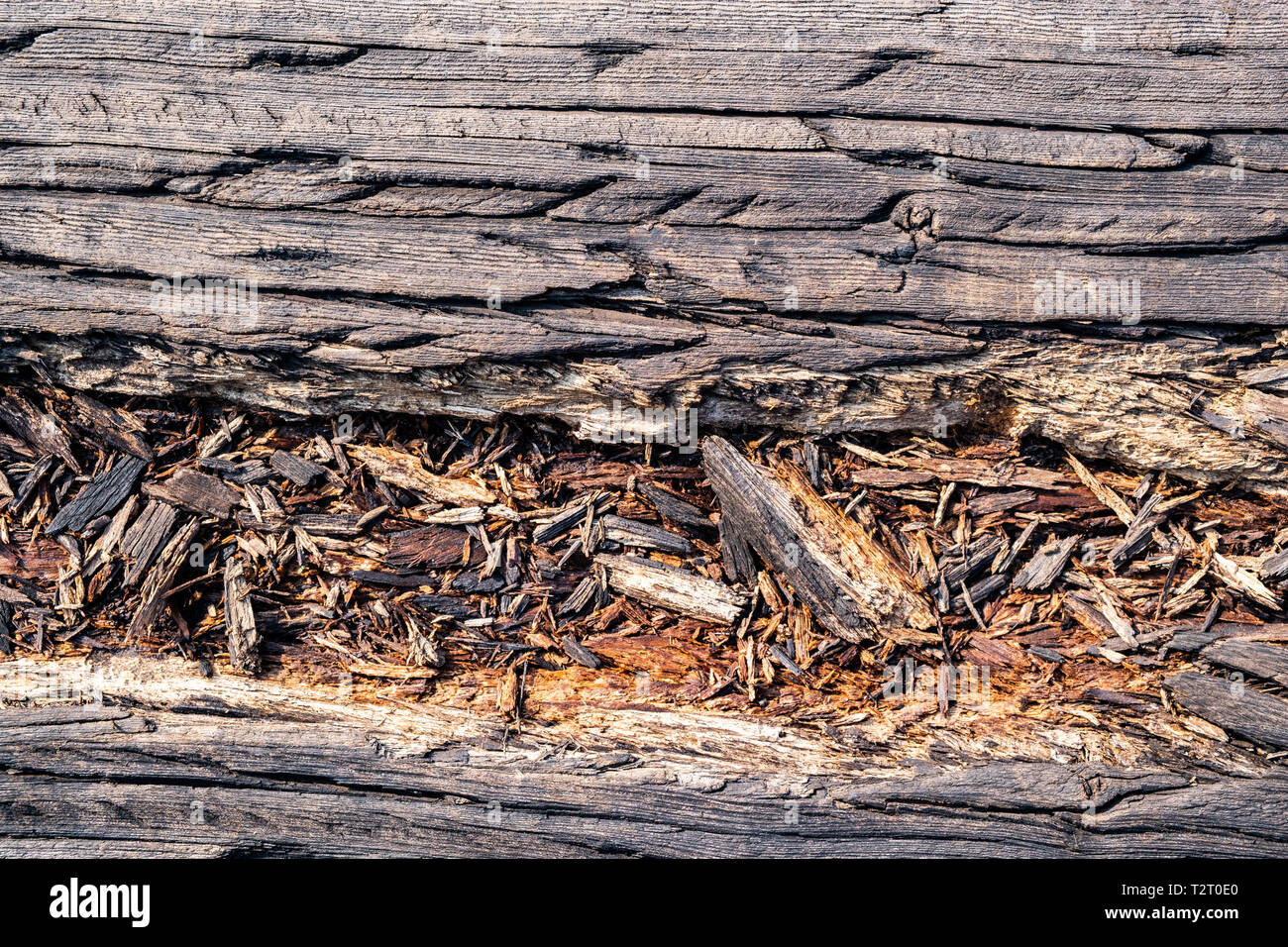 Wood texture background, natural tree Stock Photo - Alamy