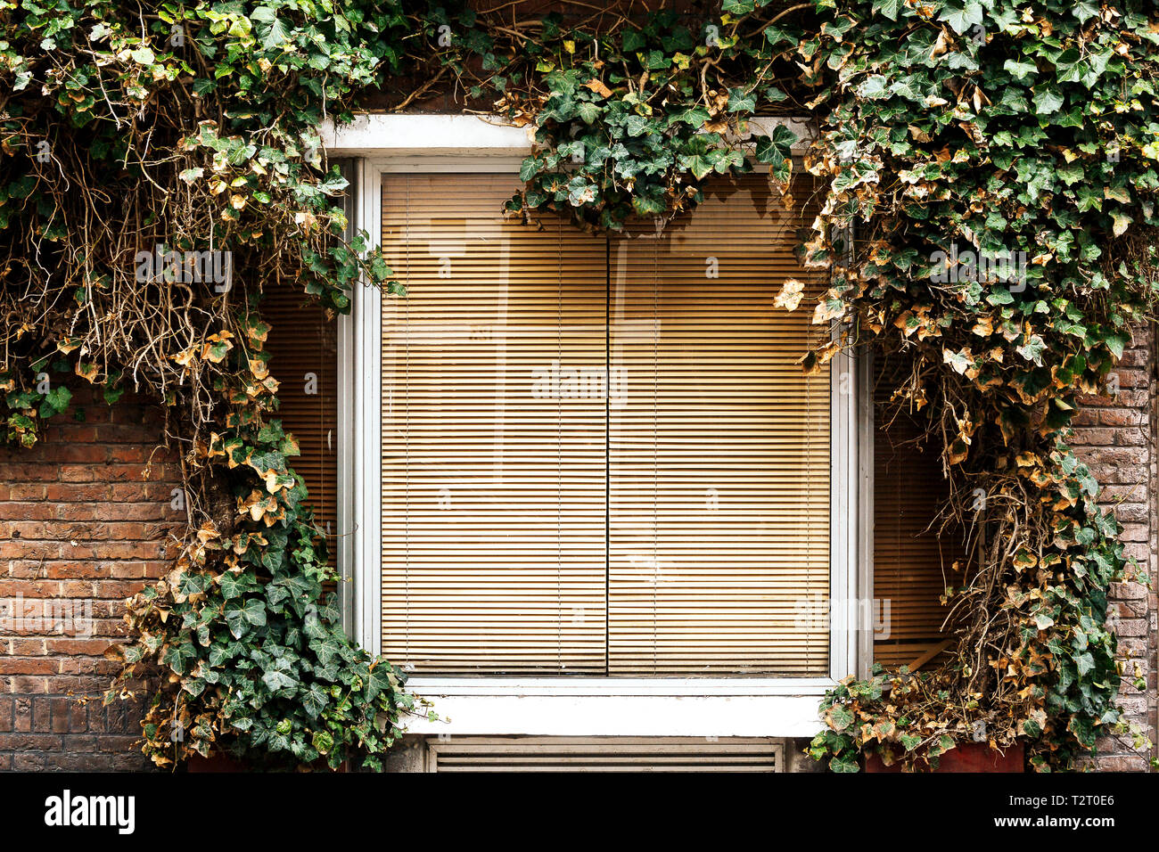 Vintage white window on green wall with climbing plant. Natural green ...