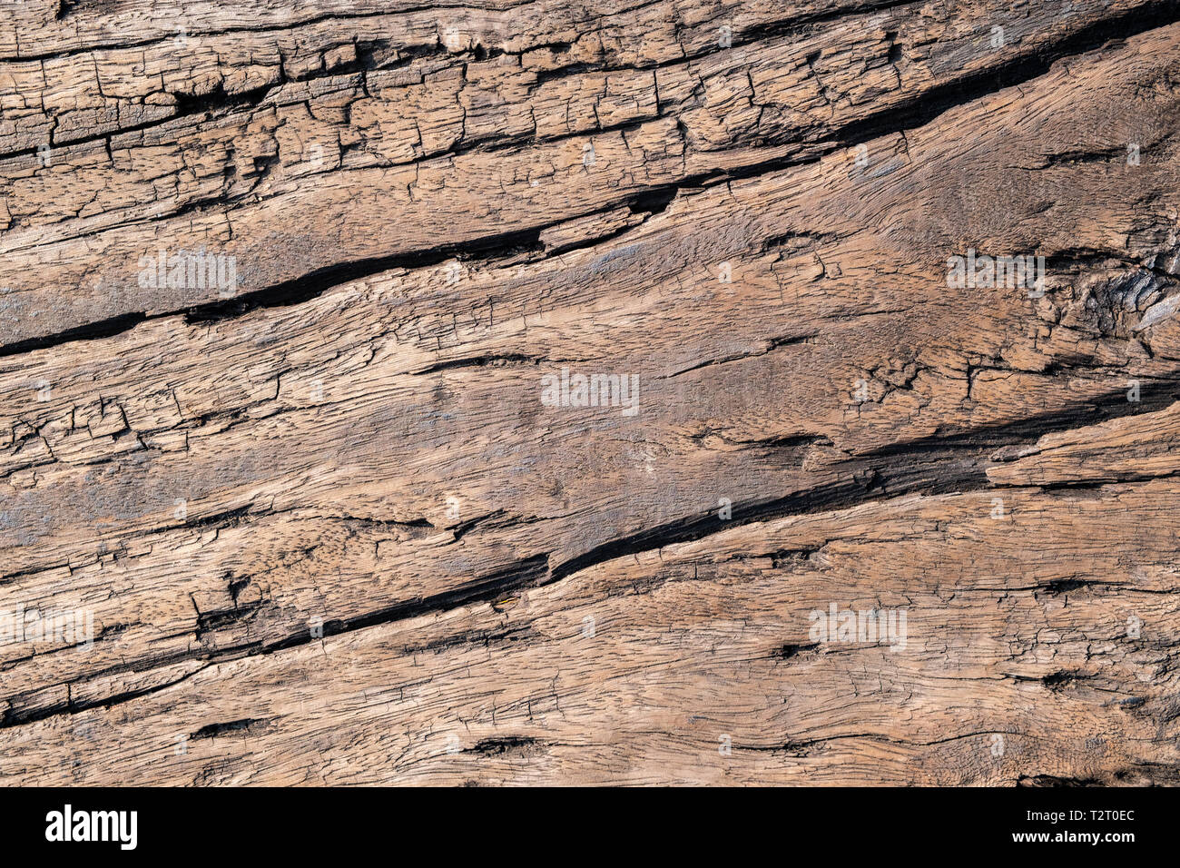 Wood texture background, natural tree Stock Photo - Alamy