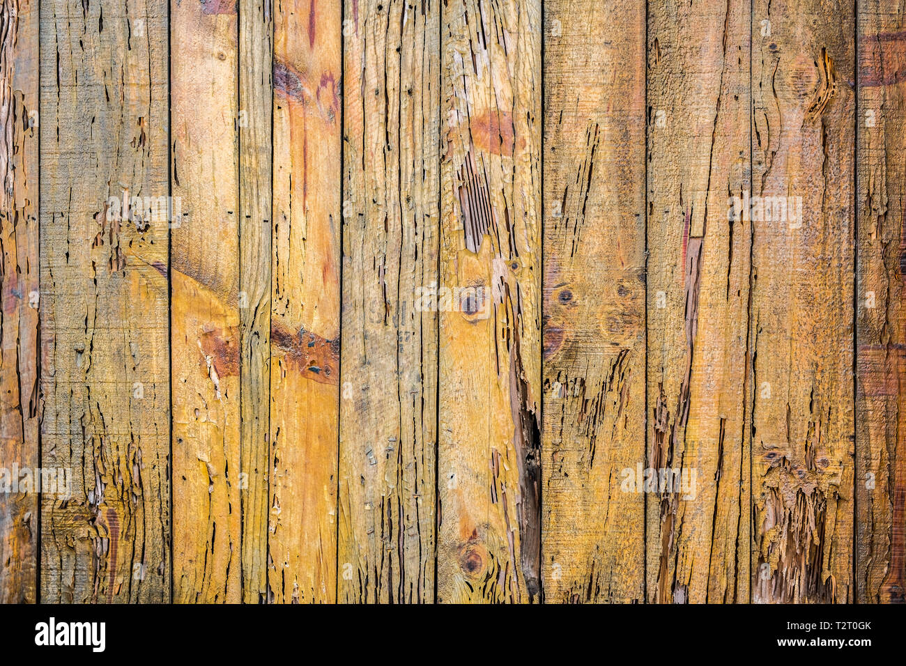 Wood texture background, natural tree Stock Photo - Alamy