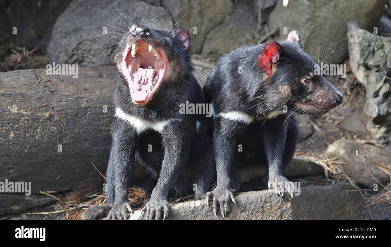 Strong tasmanian devils hi-res stock photography and images - Alamy
