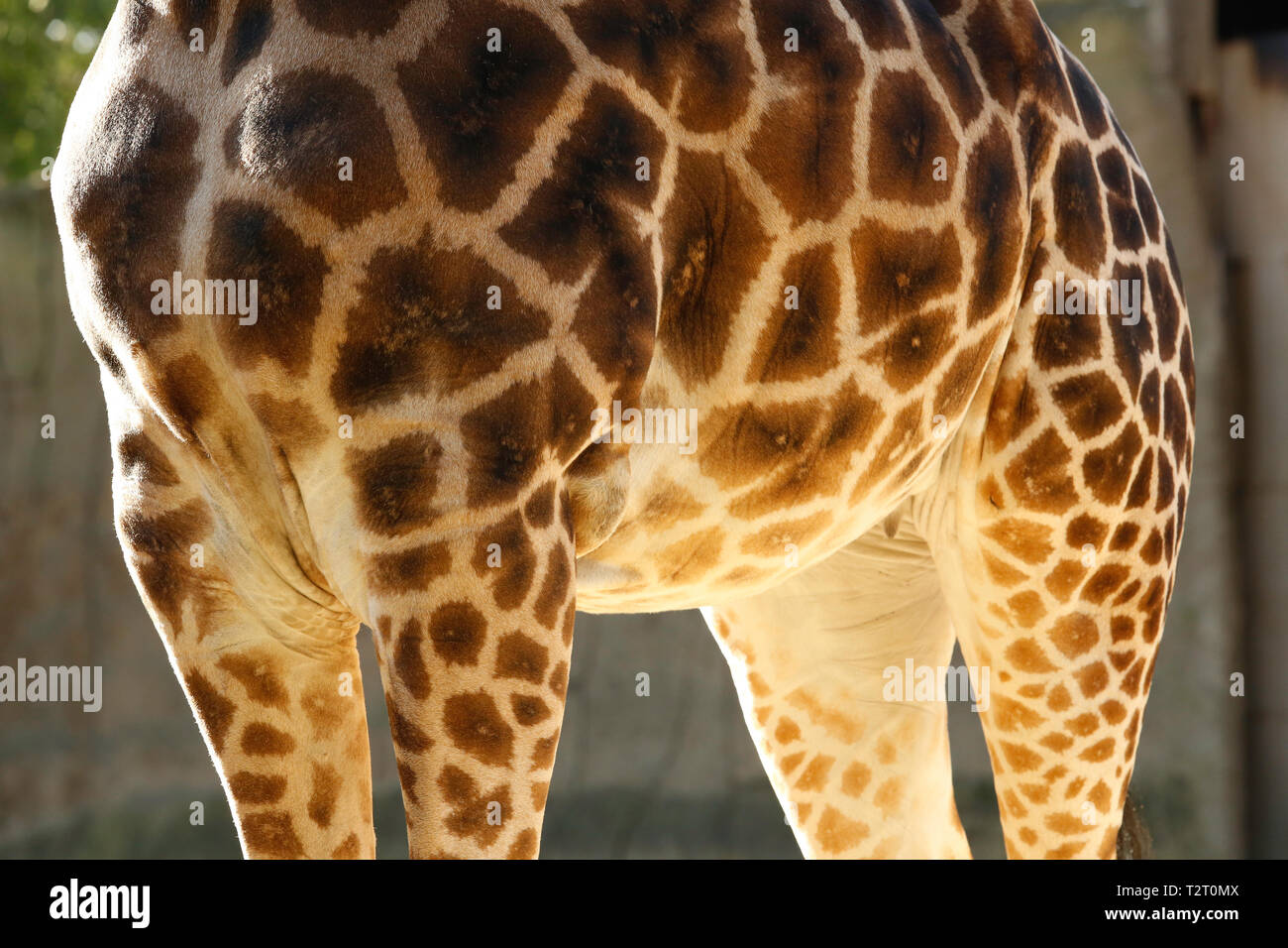 close up of patterns on giraffe body Stock Photo - Alamy