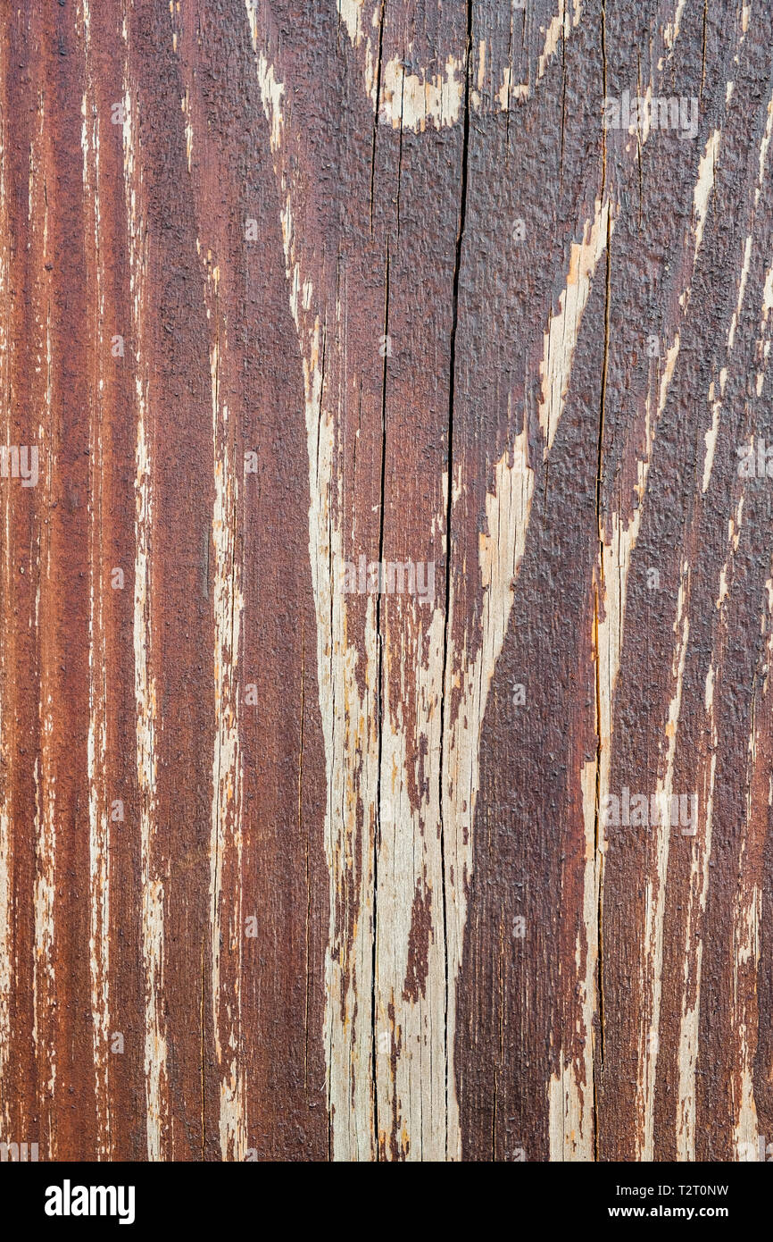Wood texture background, natural tree Stock Photo - Alamy
