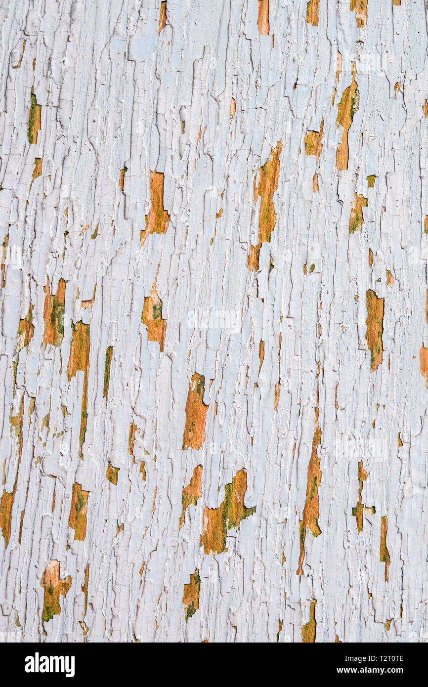 Wood texture background, natural tree Stock Photo - Alamy