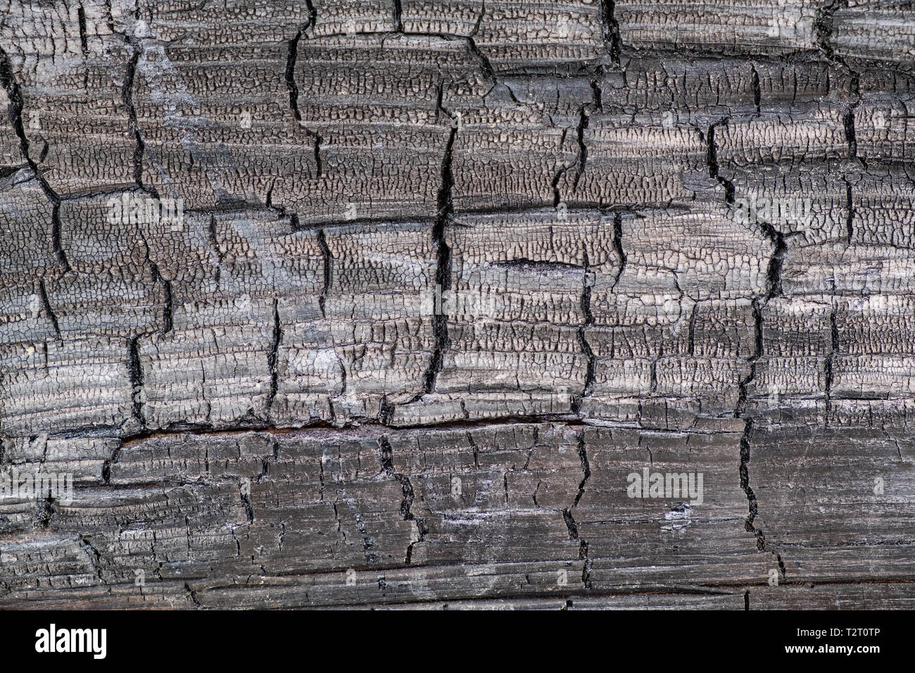 Wood texture background, natural tree Stock Photo - Alamy